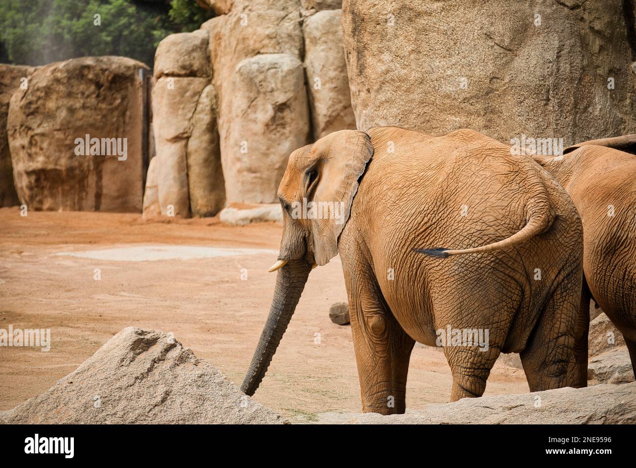 Full body shot from the side of an adult elephant with tusks, rocks and ...