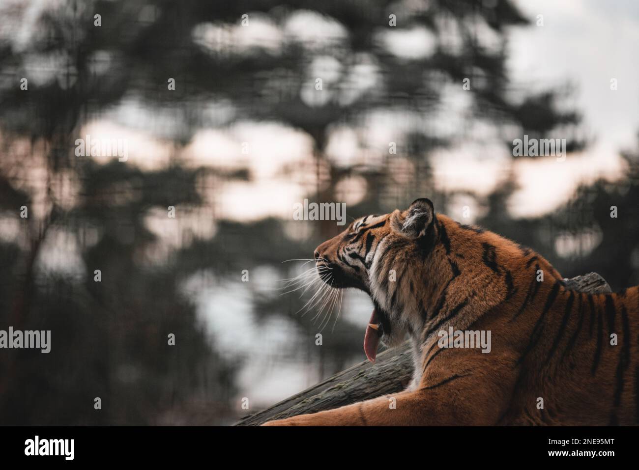 A closeup of a yawning tiger against a blurry background Stock Photo ...