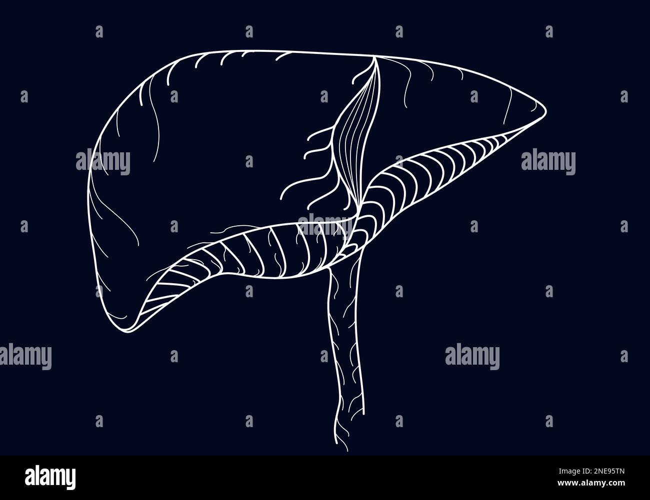 Illustration of liver on dark blue background. Human anatomy Stock ...