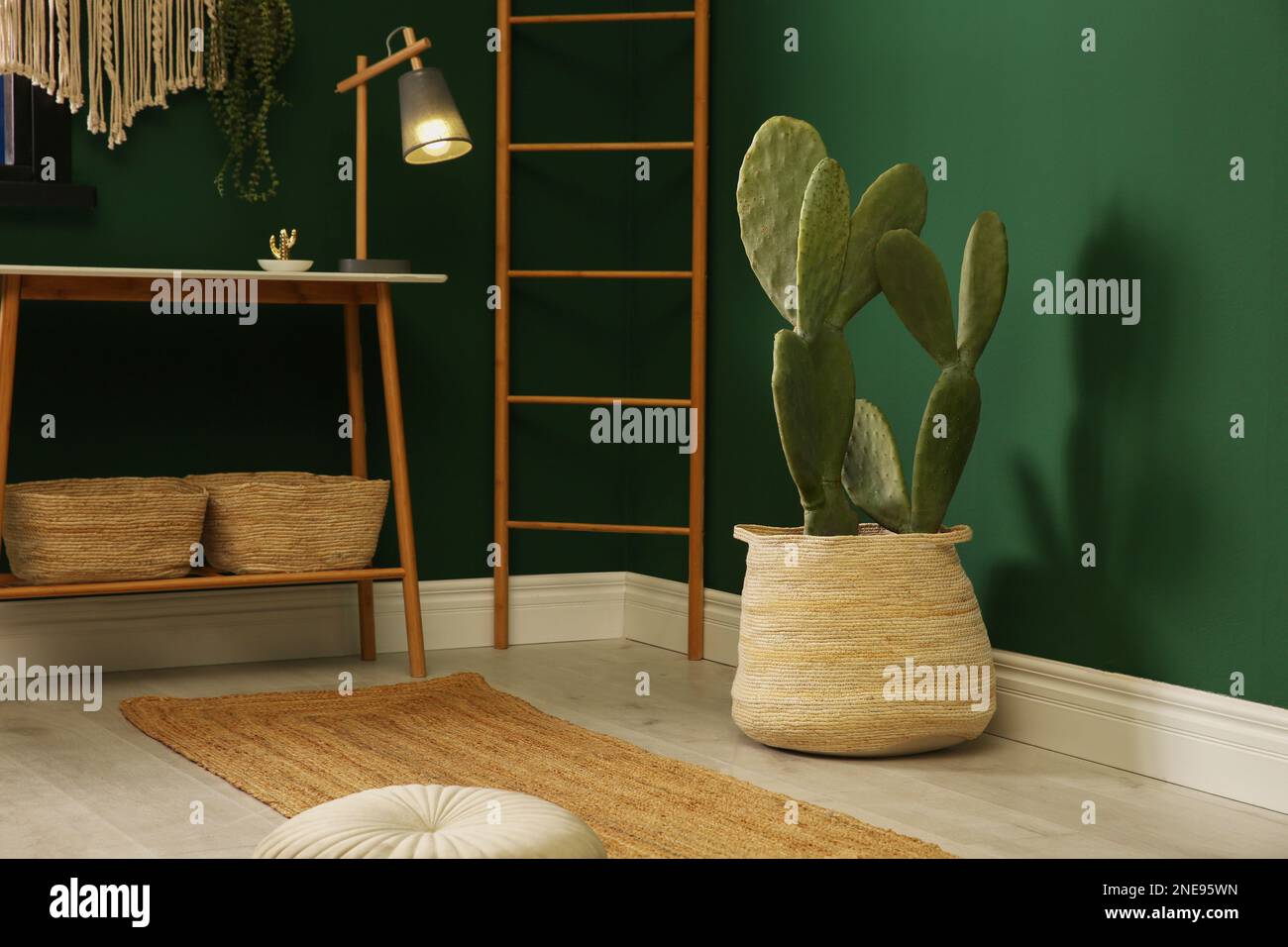 Plant ladder cactus hi-res stock photography and images - Alamy