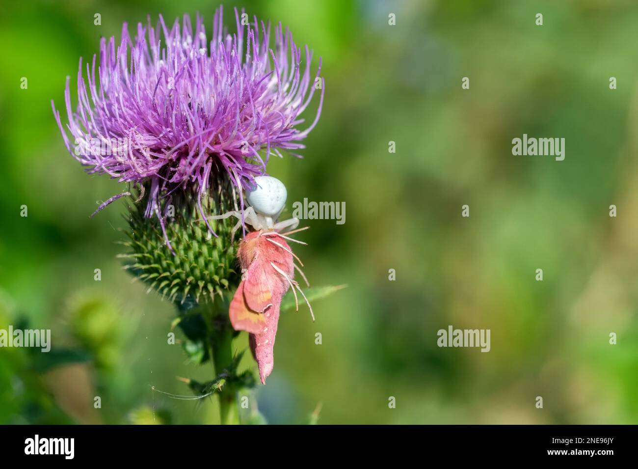 View of Carduus or plumeless thistles with spider and belephant hawk ...