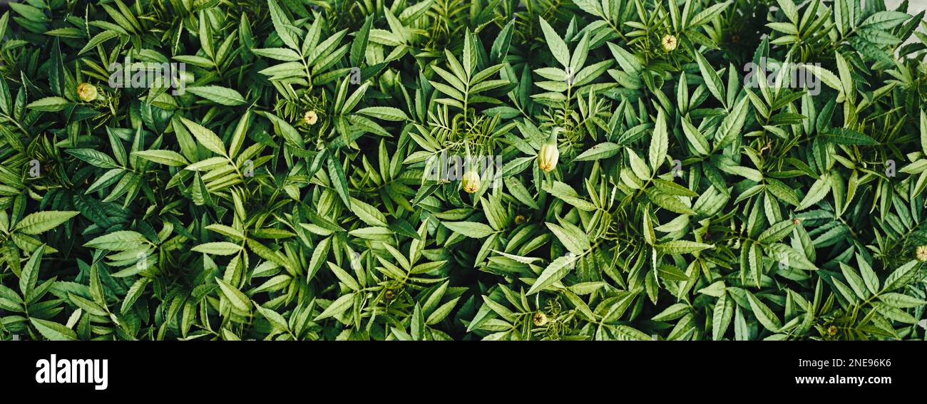 Green natural banner and foliage and plants, organic abstract ...