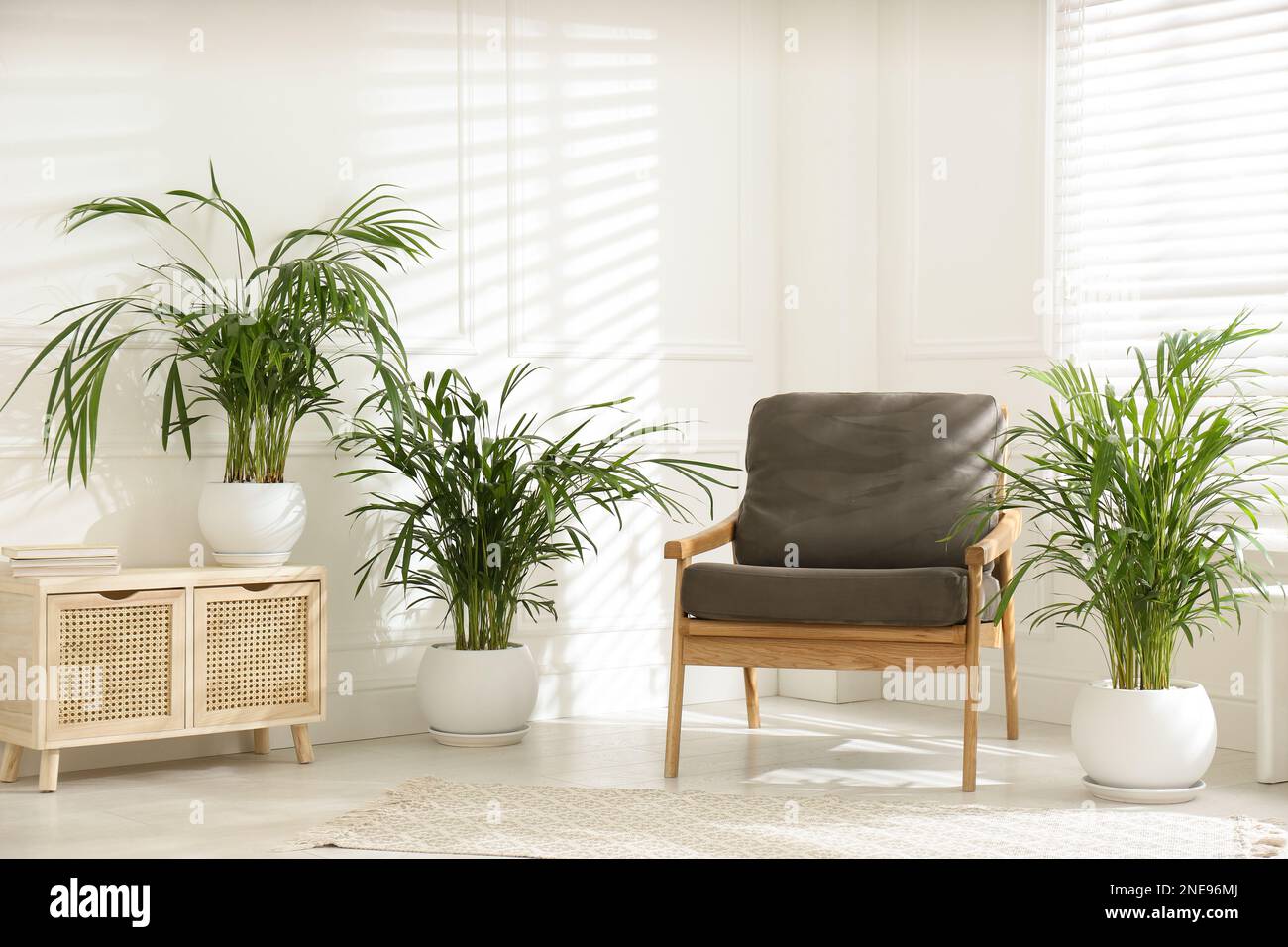 Stylish room interior with exotic house plants Stock Photo - Alamy