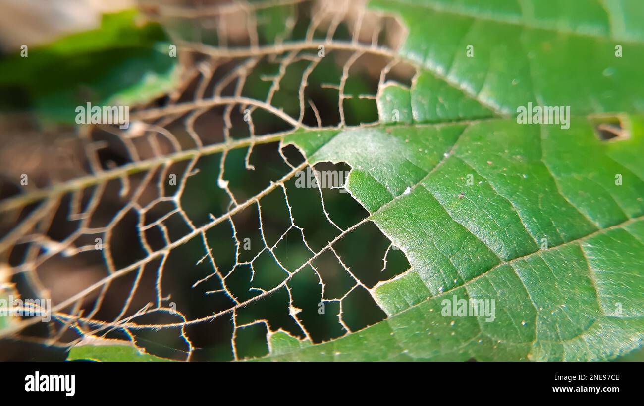 Transparent green leaf texture in nature, natural background. Spring ...