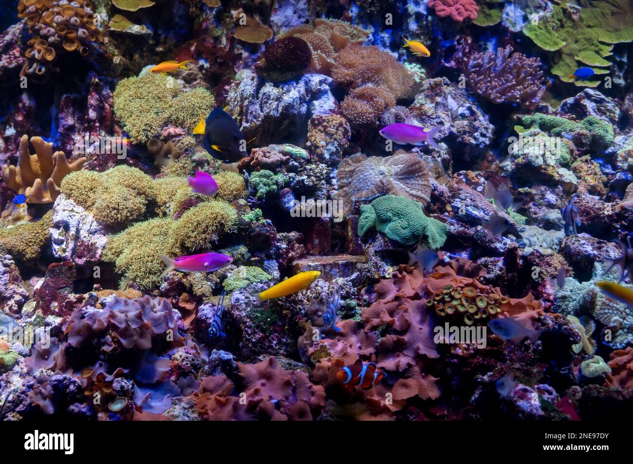 View of marine tropical reef with lots of fish and corals, close-up ...