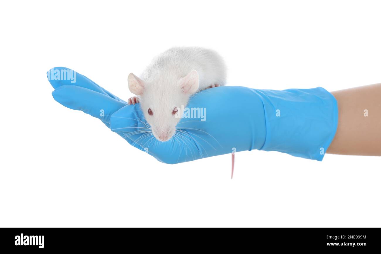 Scientist holding rat on white background, closeup. Animal testing ...