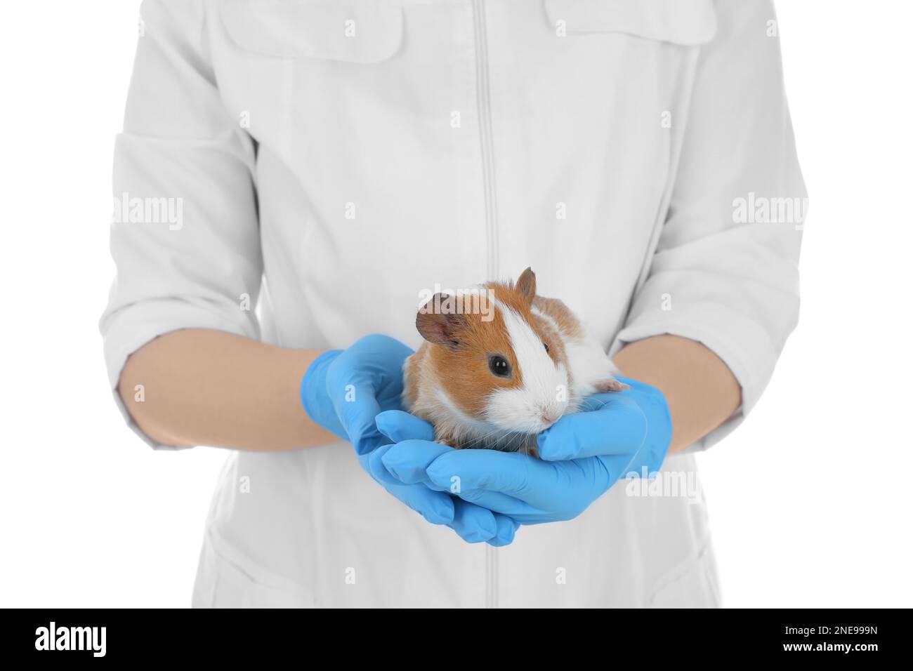Scientist holding guinea pig on white background, closeup. Animal ...