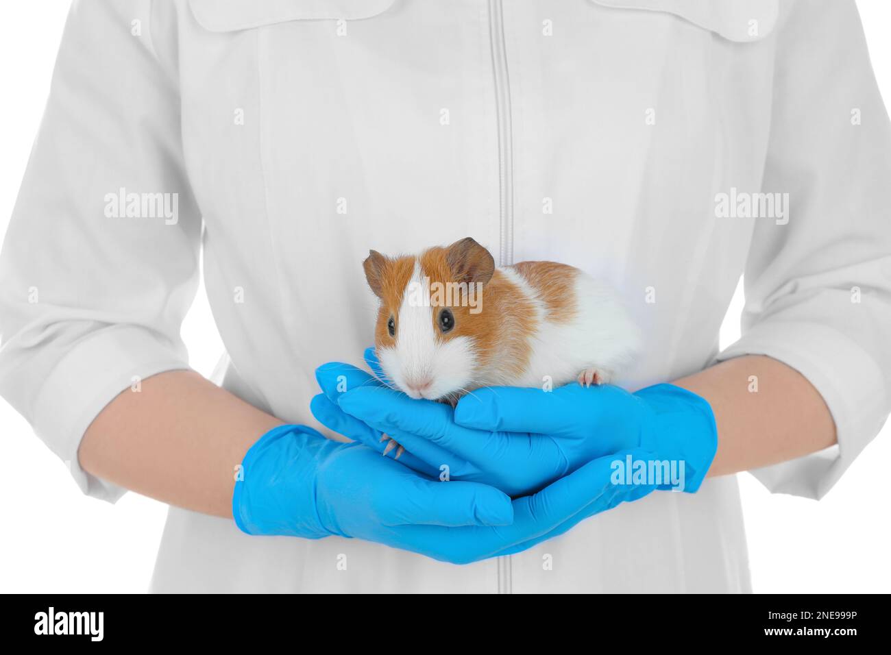 Scientist holding guinea pig on white background, closeup. Animal ...