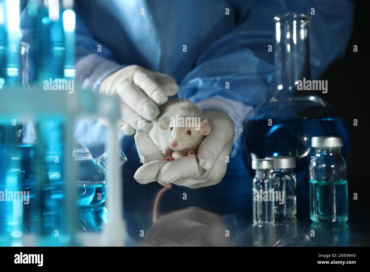 Scientist with rat in chemical laboratory, closeup. Animal testing ...
