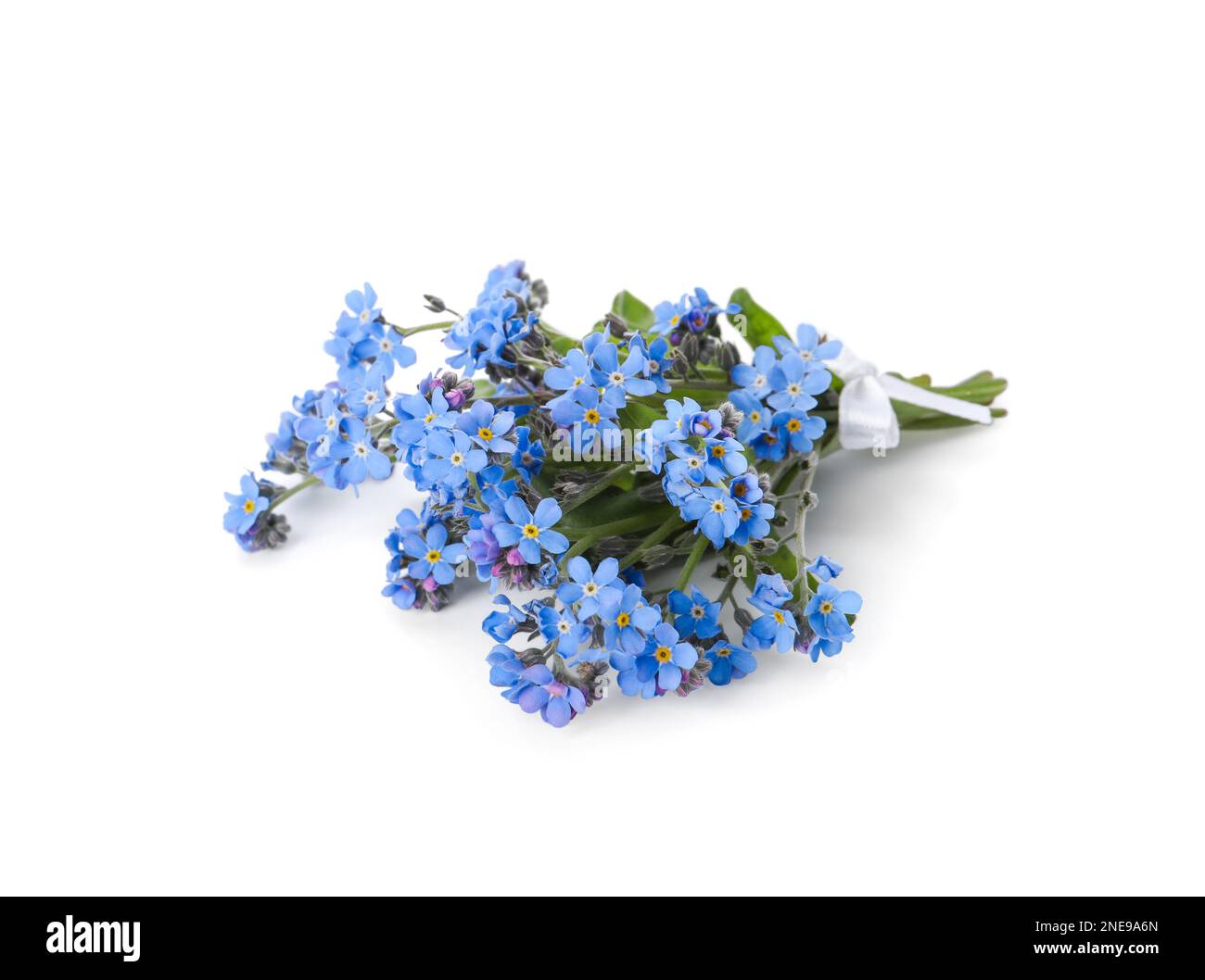 Bouquet of beautiful blue Forget-me-not flowers on white background ...
