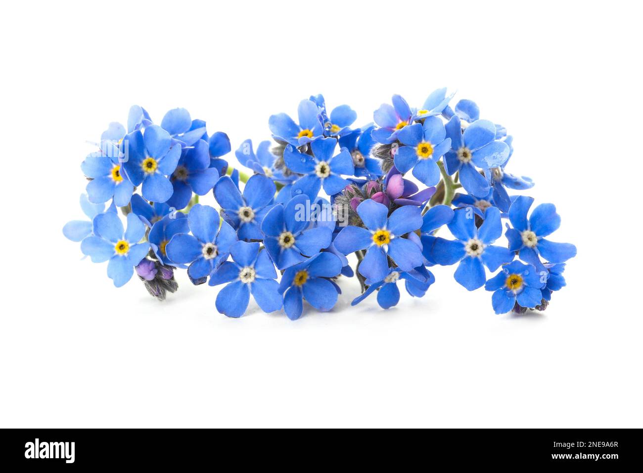 Beautiful blue Forget-me-not flowers isolated on white Stock Photo - Alamy