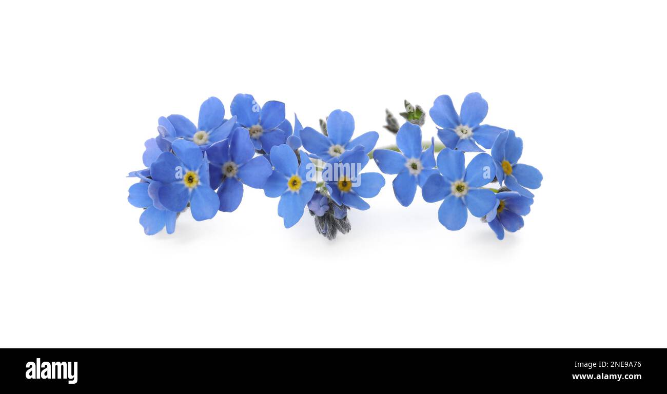 Beautiful blue Forget-me-not flowers isolated on white Stock Photo - Alamy