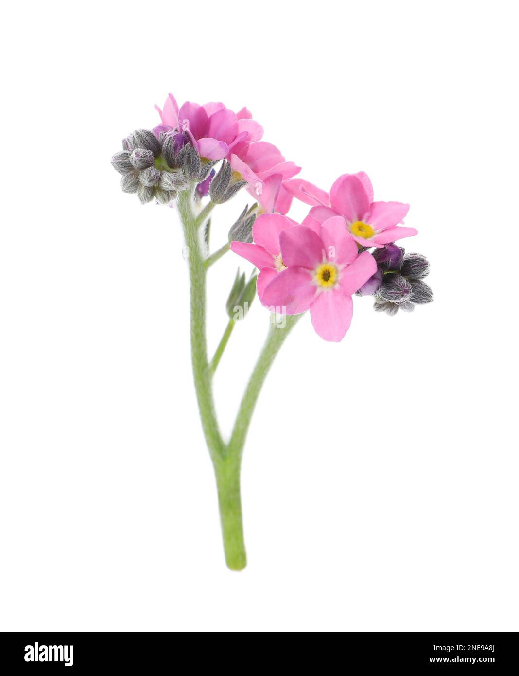 Beautiful pink Forget-me-not flowers isolated on white Stock Photo - Alamy