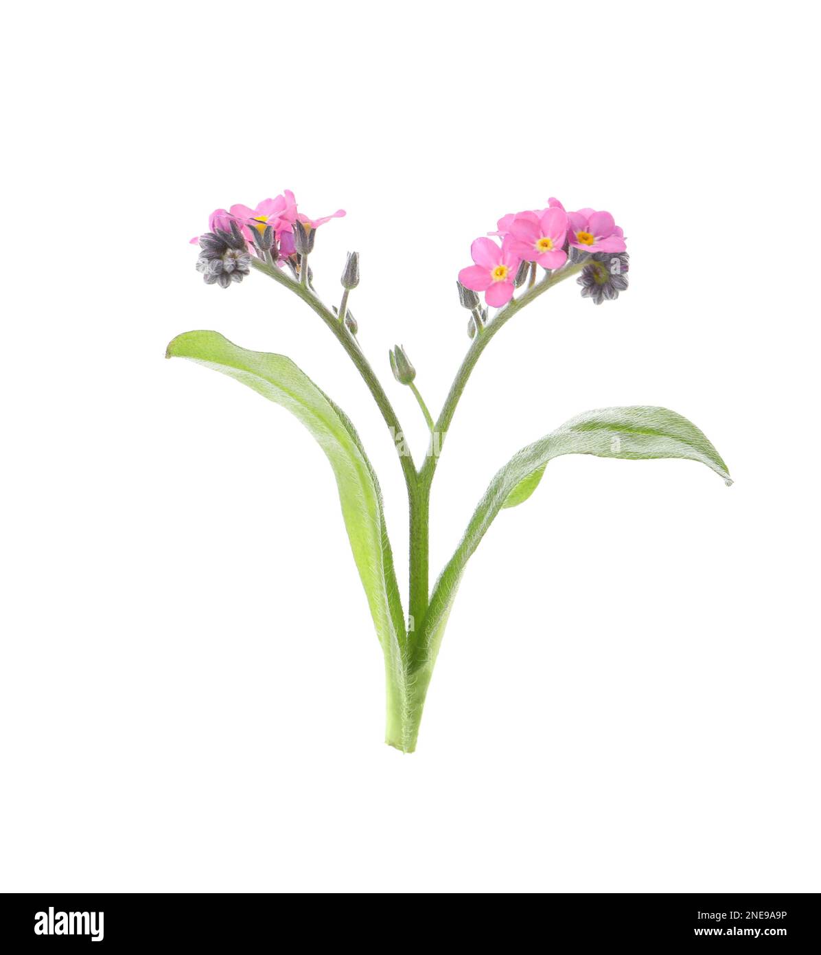 Beautiful pink Forget-me-not flowers isolated on white Stock Photo - Alamy