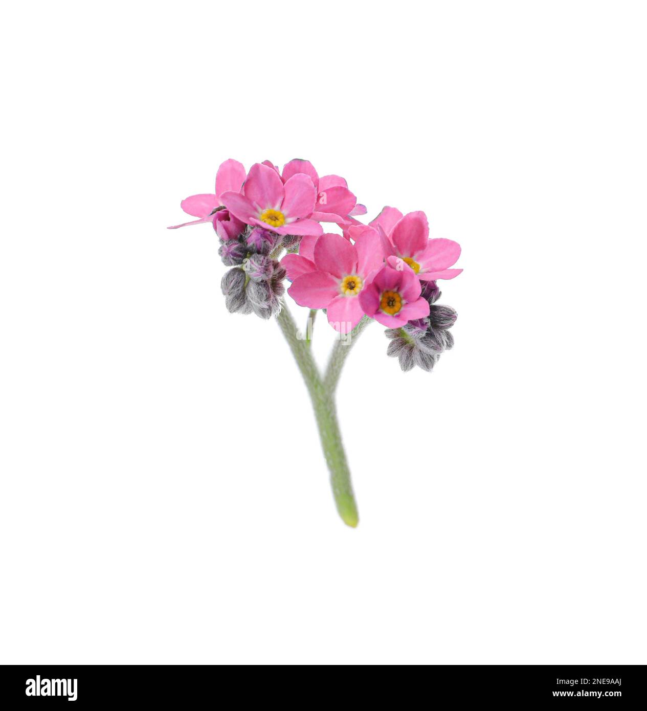 Beautiful pink Forget-me-not flowers isolated on white Stock Photo - Alamy