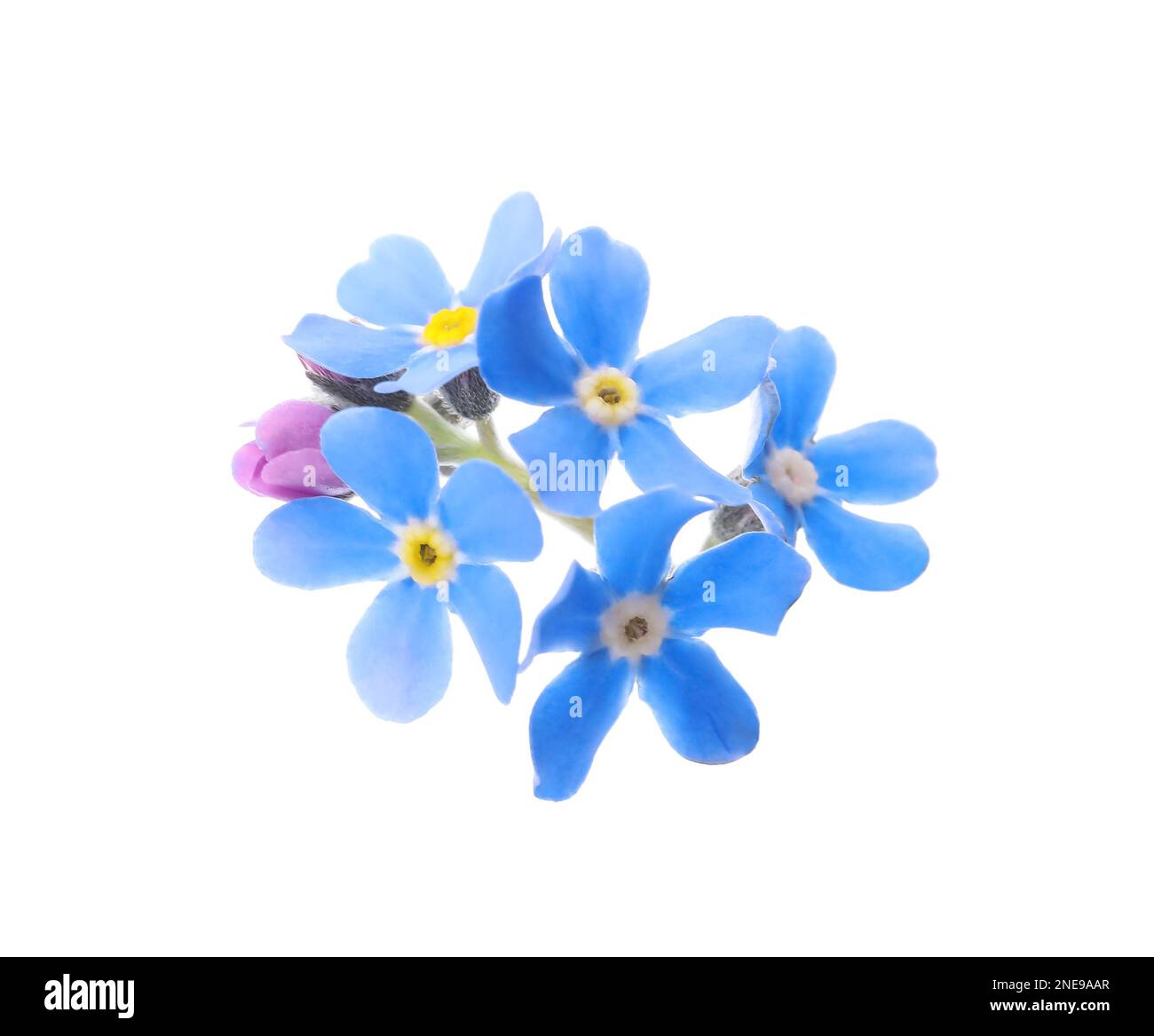 Beautiful blue Forget-me-not flowers isolated on white Stock Photo - Alamy
