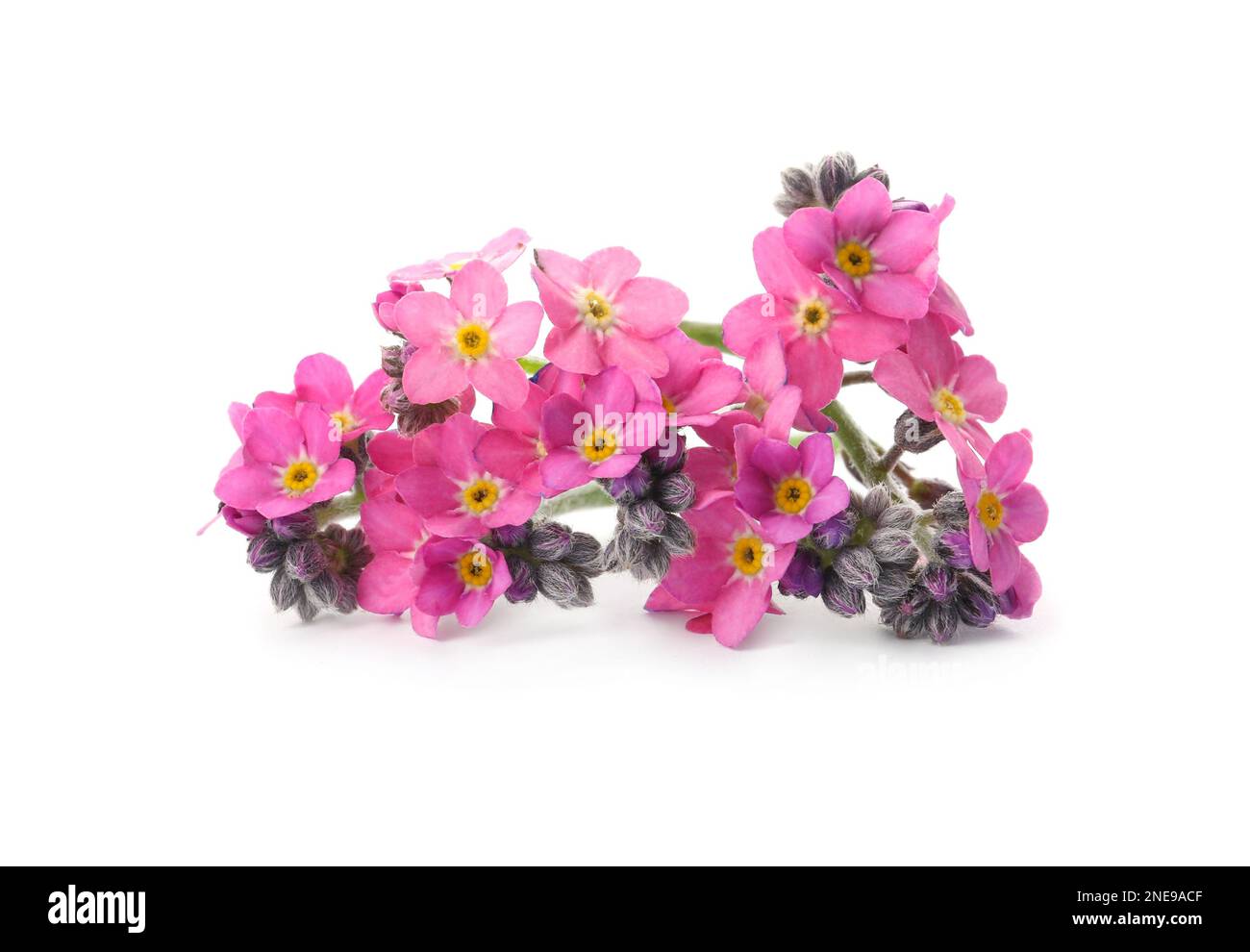 Beautiful pink Forget-me-not flowers isolated on white Stock Photo - Alamy