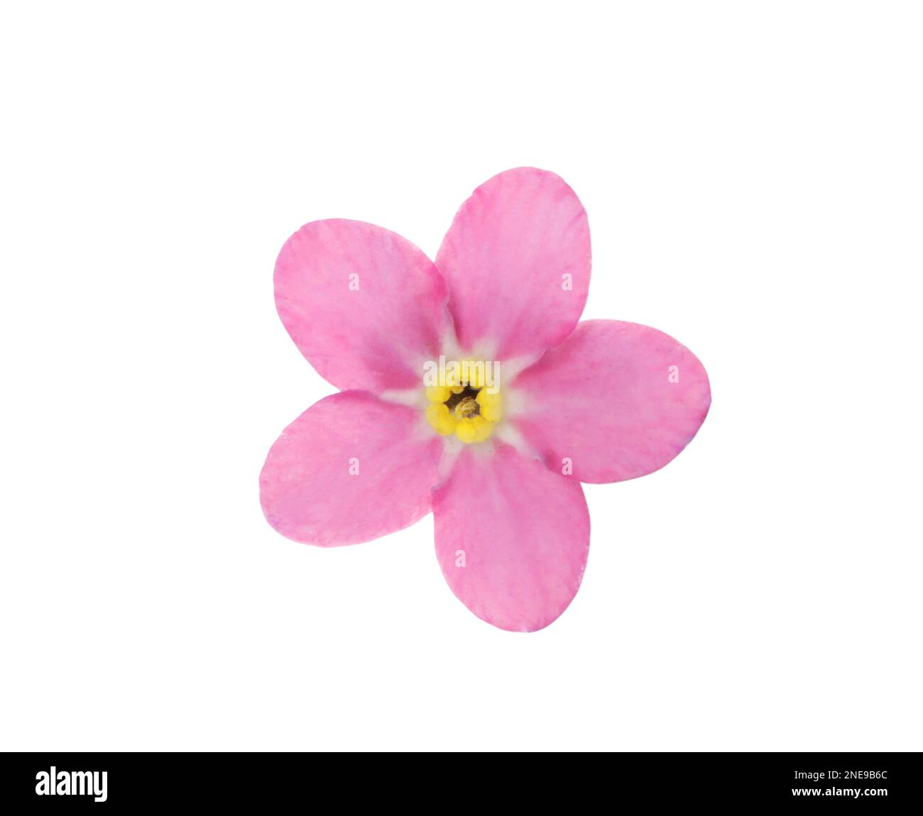 Beautiful pink Forget-me-not flower isolated on white Stock Photo - Alamy