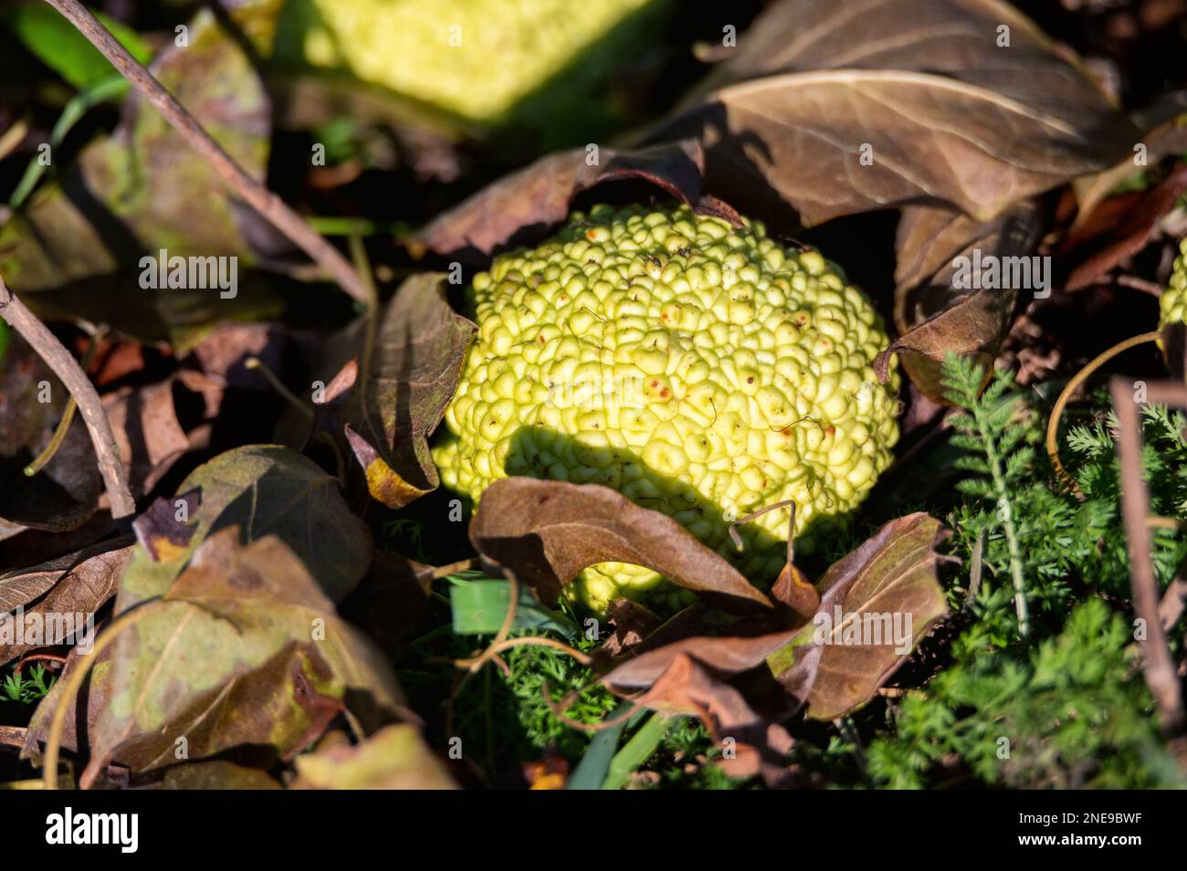View of scattering of fallen ripe fruits of Maclura at the grass and ...