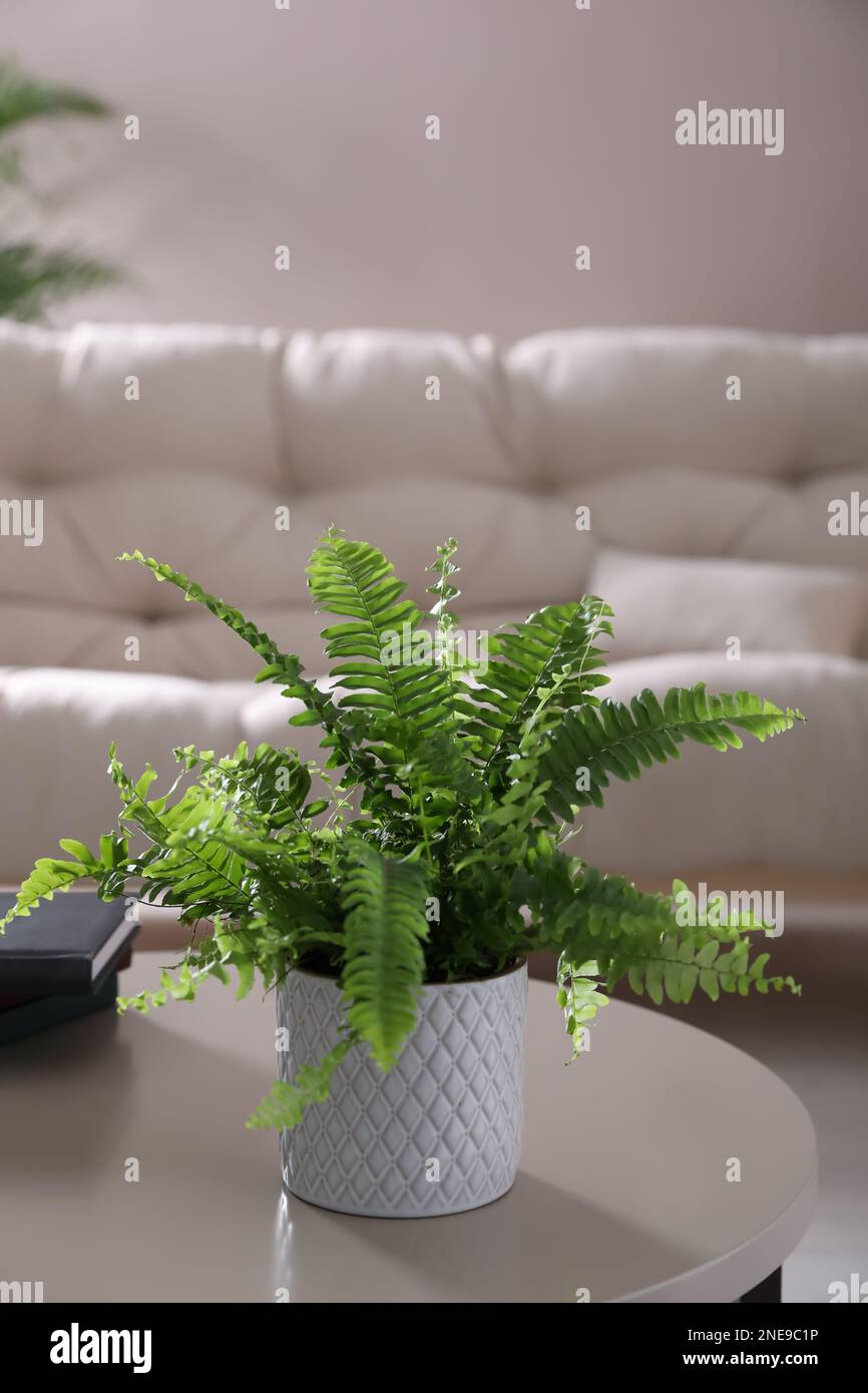 Beautiful potted fern on table in living room Stock Photo - Alamy