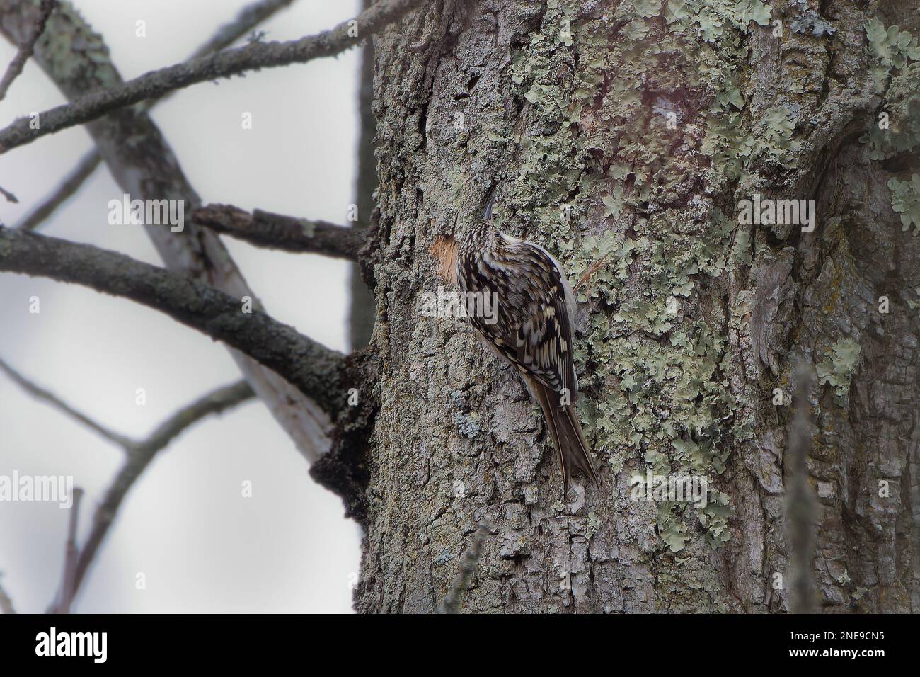 The brown creeper (Certhia americana), also known as the American ...