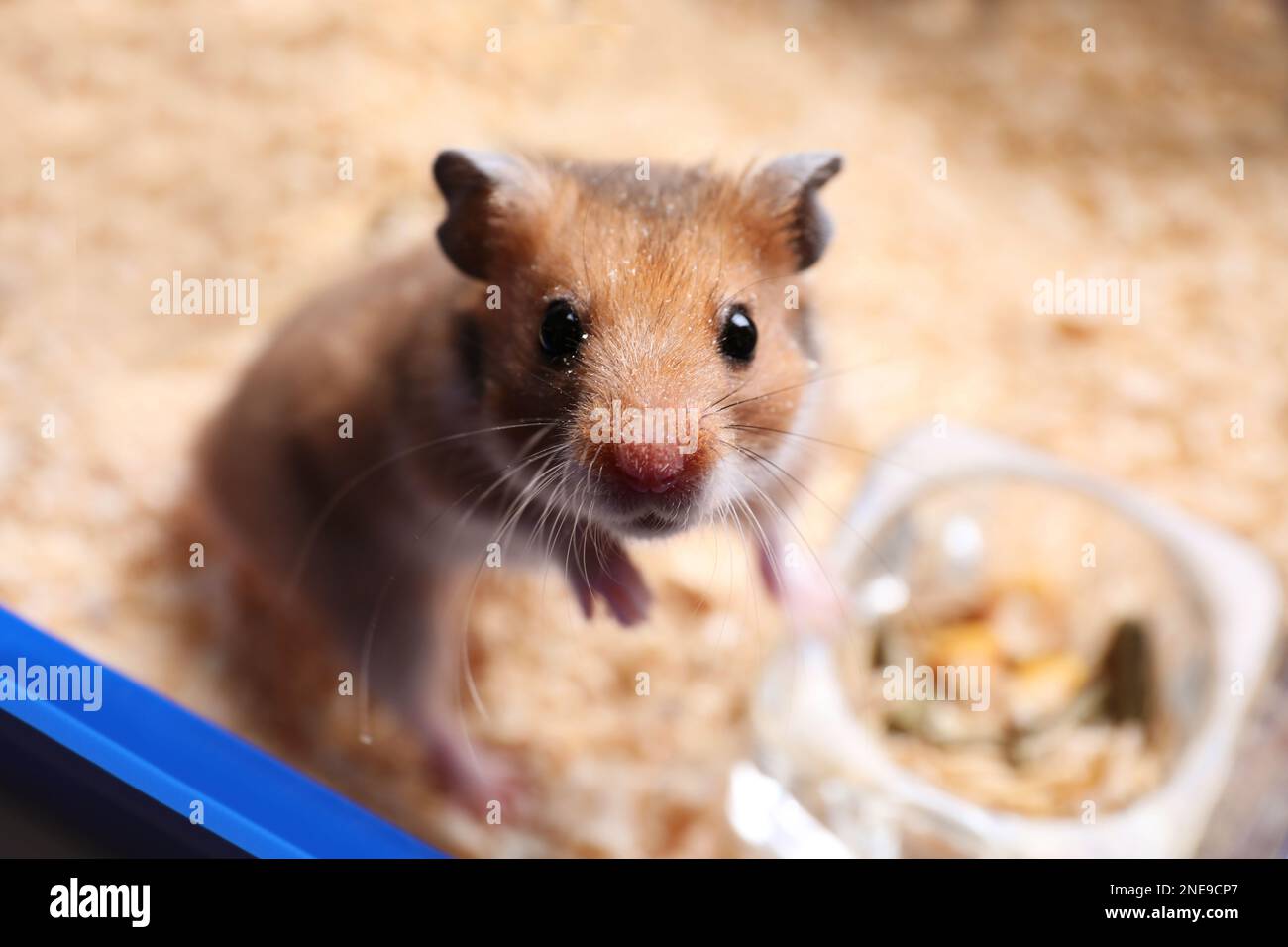 Cute little hamster in tray, closeup view Stock Photo - Alamy