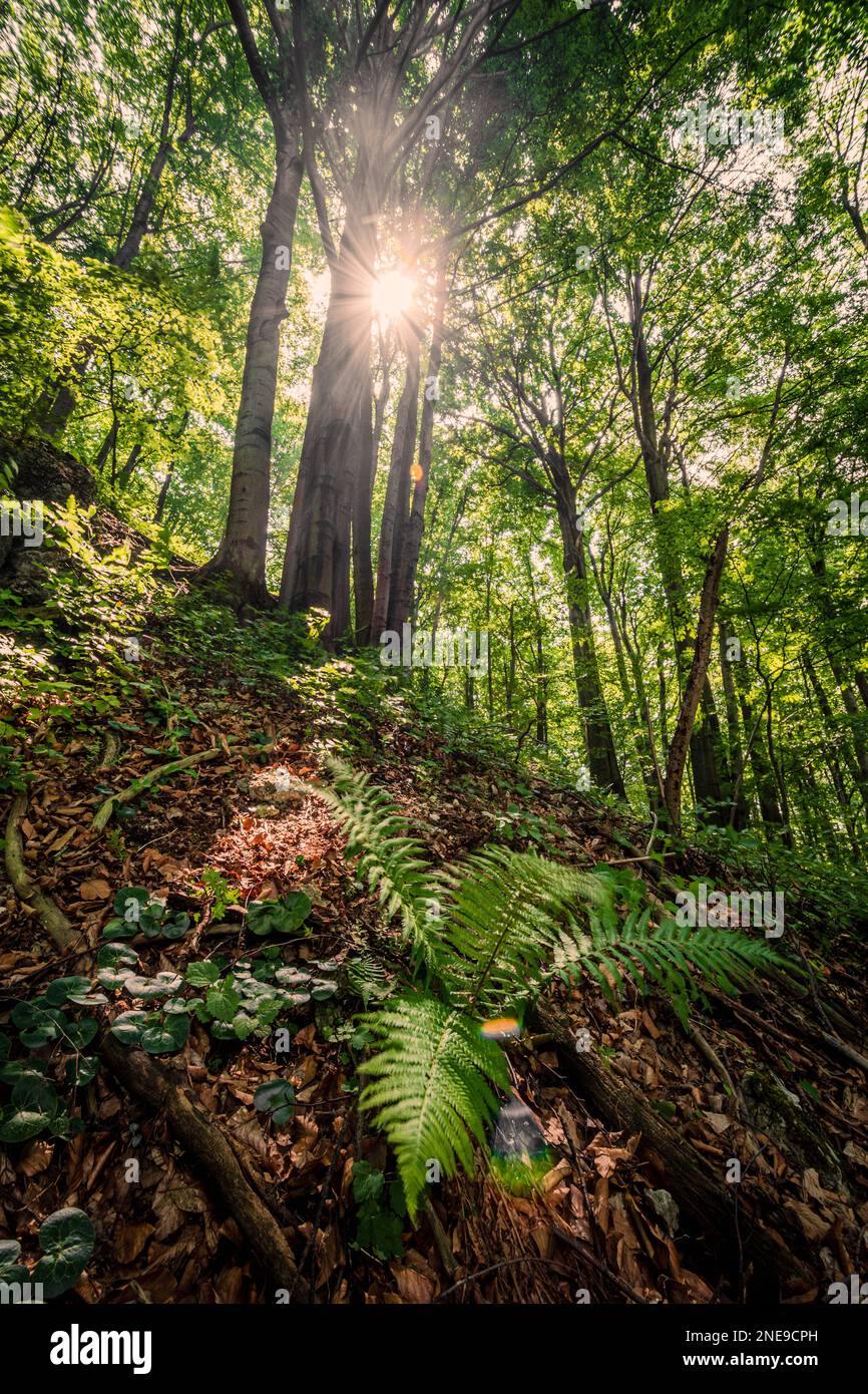 Sunbeams shining through trees hi-res stock photography and images - Alamy