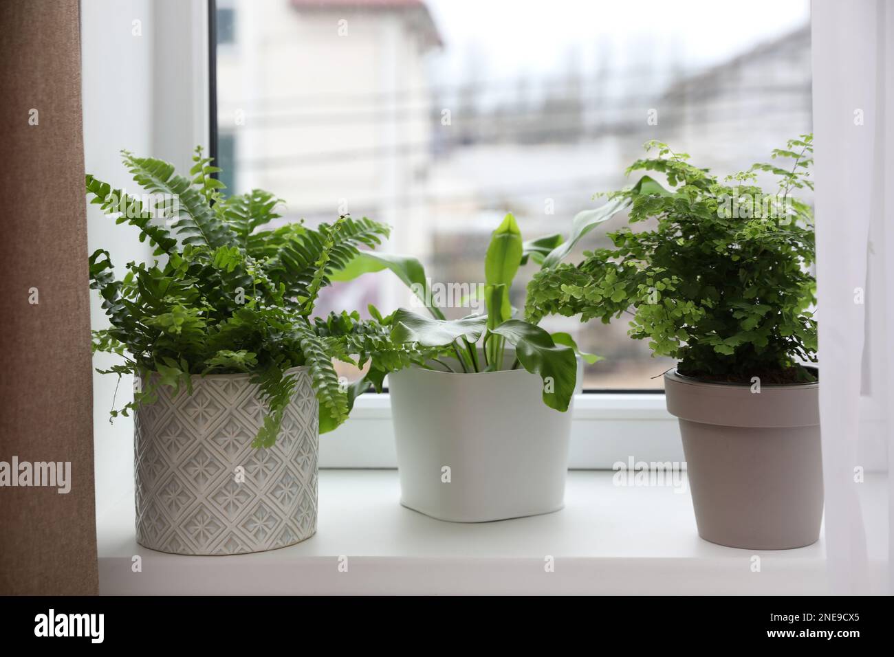 Different beautiful ferns in pots on white window sill Stock Photo - Alamy