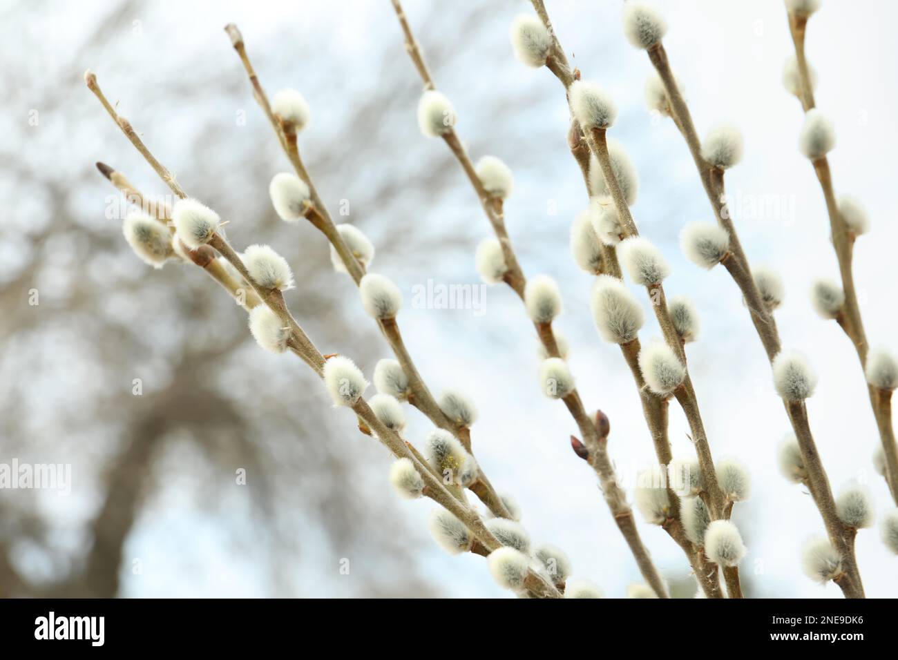 Beautiful fluffy catkins on willow tree outdoors, closeup Stock Photo ...