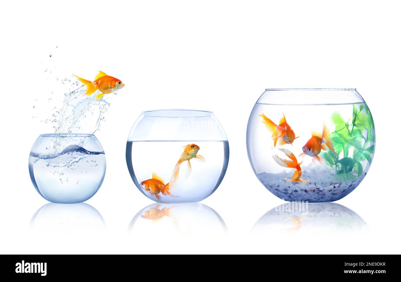 Beautiful bright goldfish jumping out of water on white background ...
