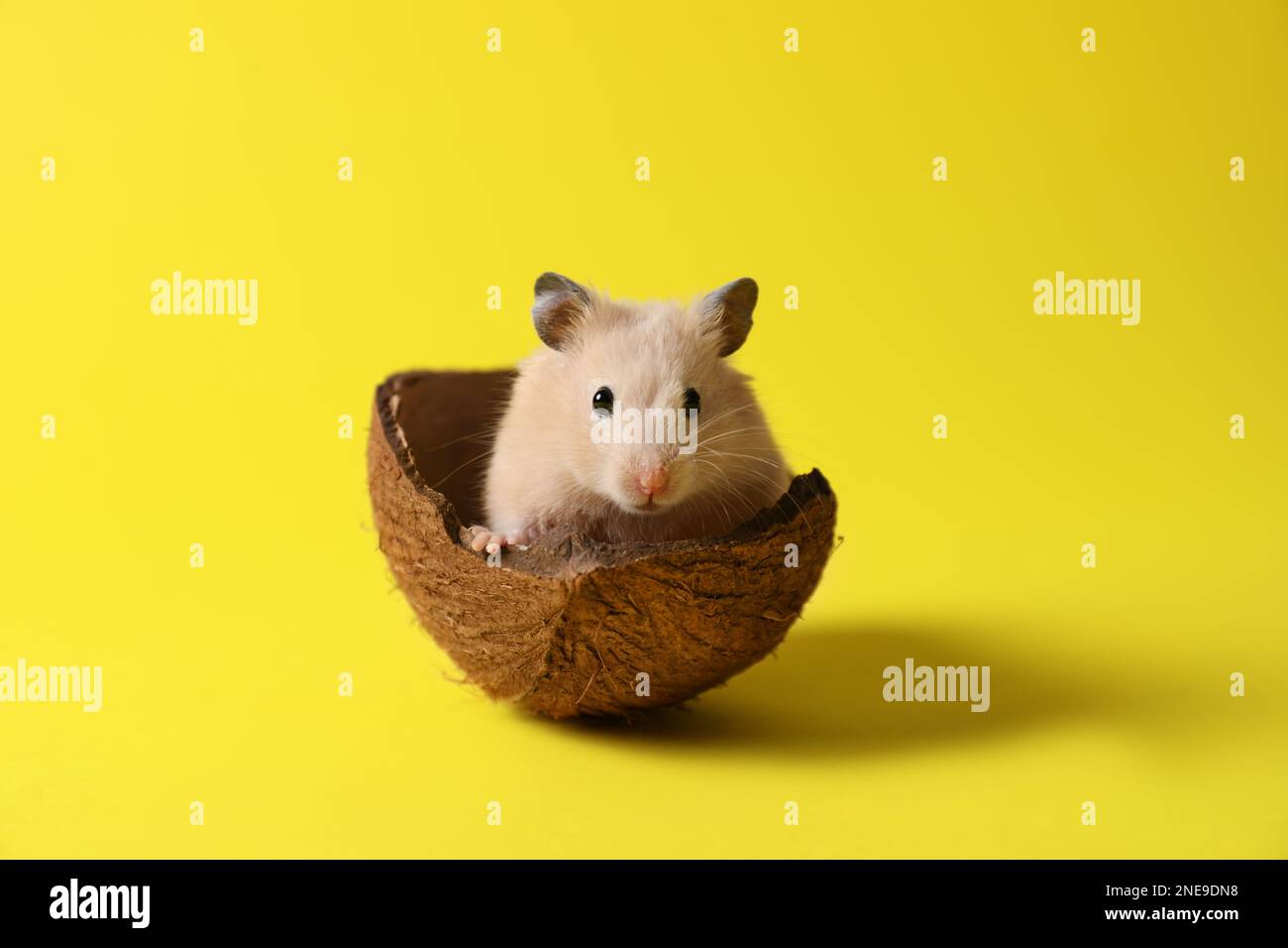 Adorable hamster in coconut shell on yellow background Stock Photo - Alamy
