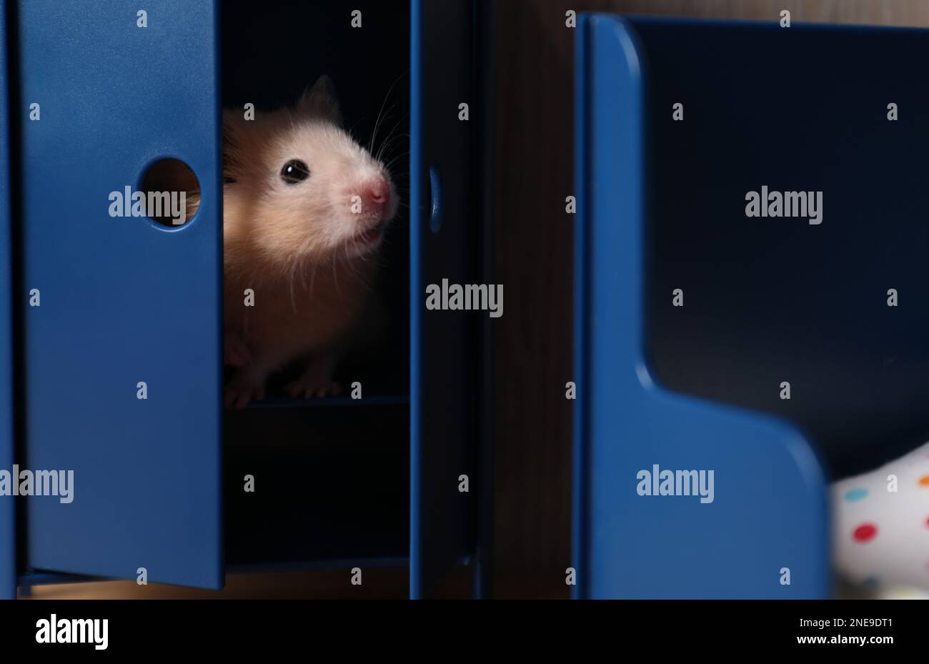 Adorable hamster inside tiny wardrobe in room with toy furniture Stock ...