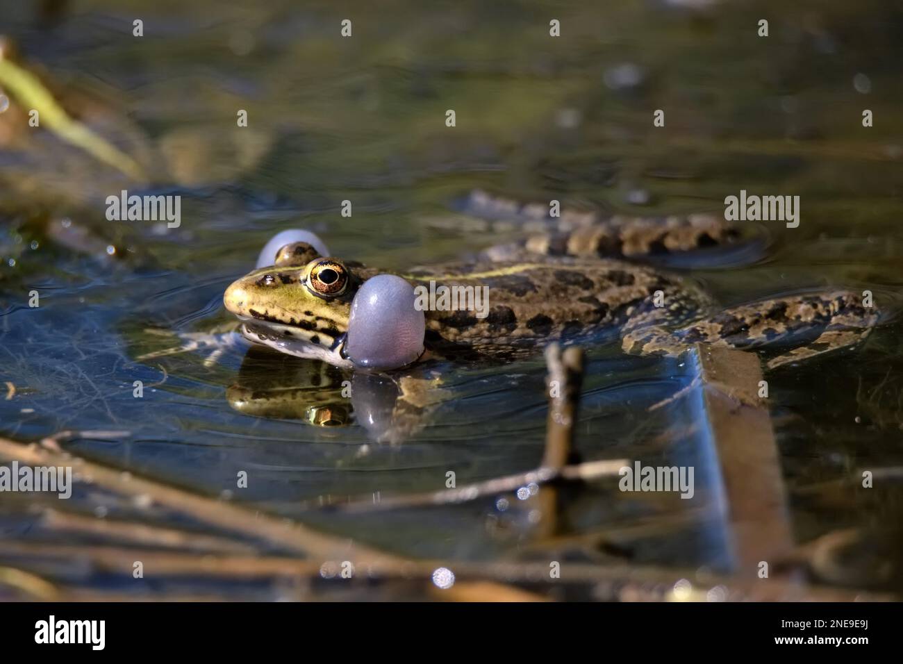 View of Cute green frog resting on the shore of the pond, cloae-up ...