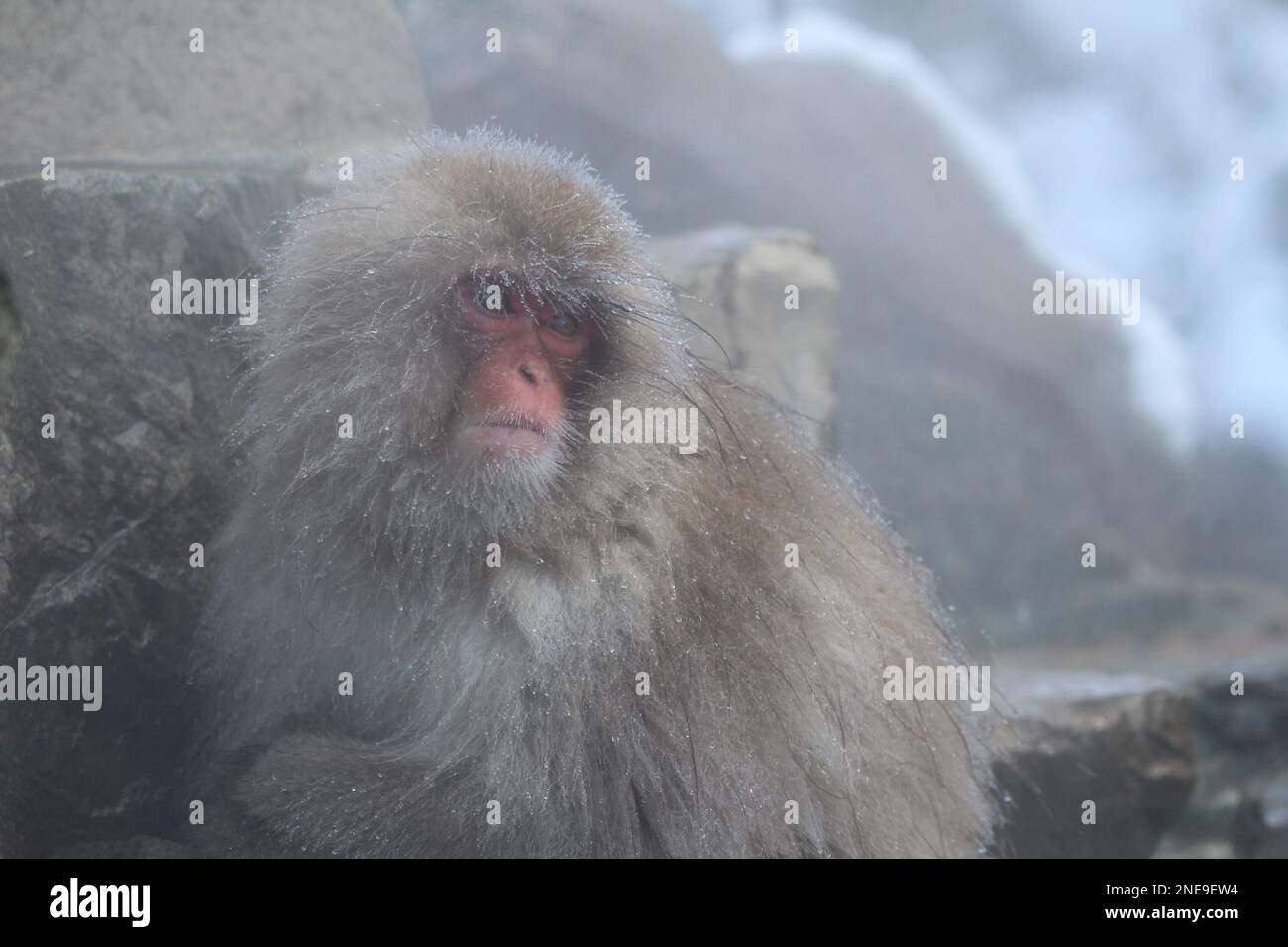 Snow monkey by the hot spring in Nagano, Japan Stock Photo - Alamy