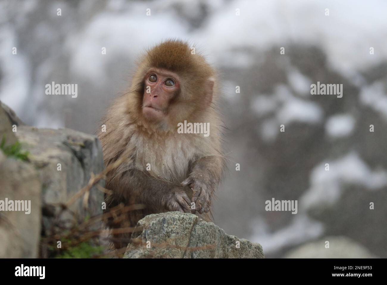 Snow monkey baby in Nagano, Japan Stock Photo - Alamy