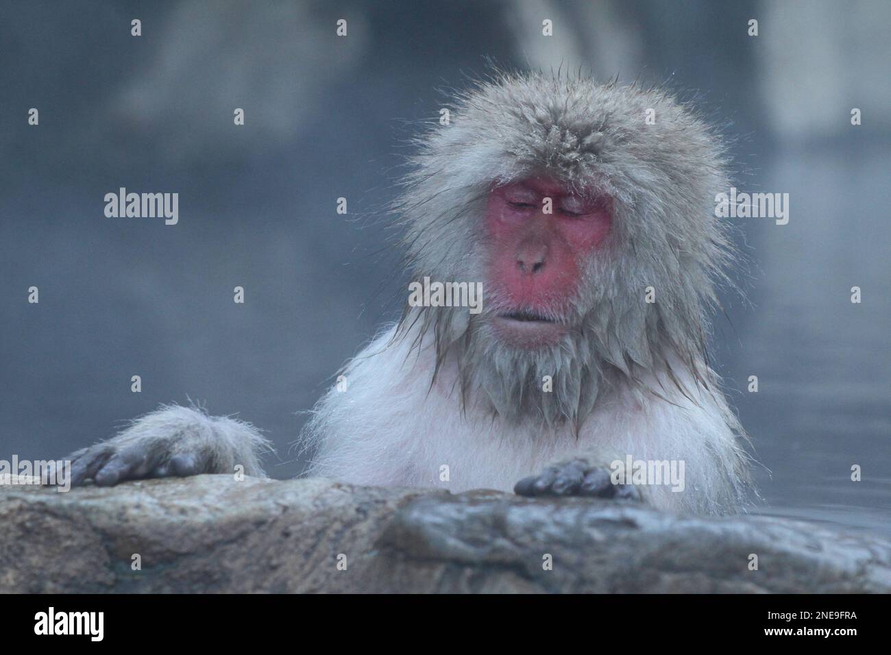 Snow monkey sleeping in the hot spring, in Nagano, Japan Stock Photo ...