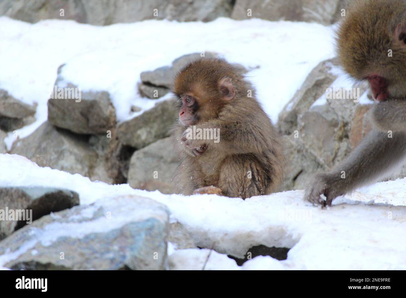 Snow monkey baby in Nagano, Japan Stock Photo - Alamy