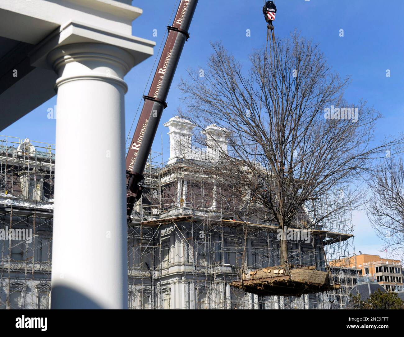 A tree planted by President Ronald Reagan is lifted, temporarily ...