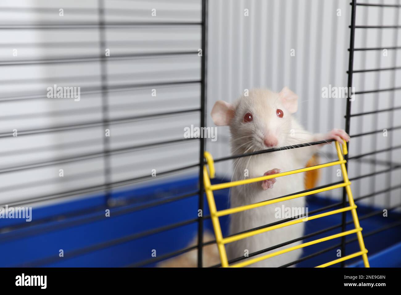 Cute small white rat in cage, space for text Stock Photo - Alamy
