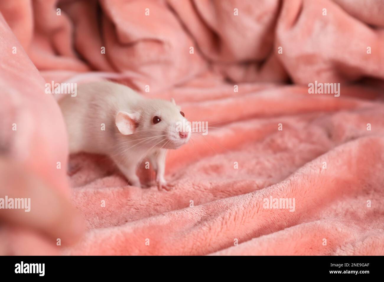 Cute small rat on soft pink blanket, space for text Stock Photo - Alamy