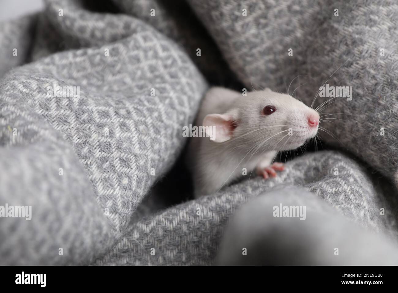 Cute small rat on soft grey blanket Stock Photo - Alamy