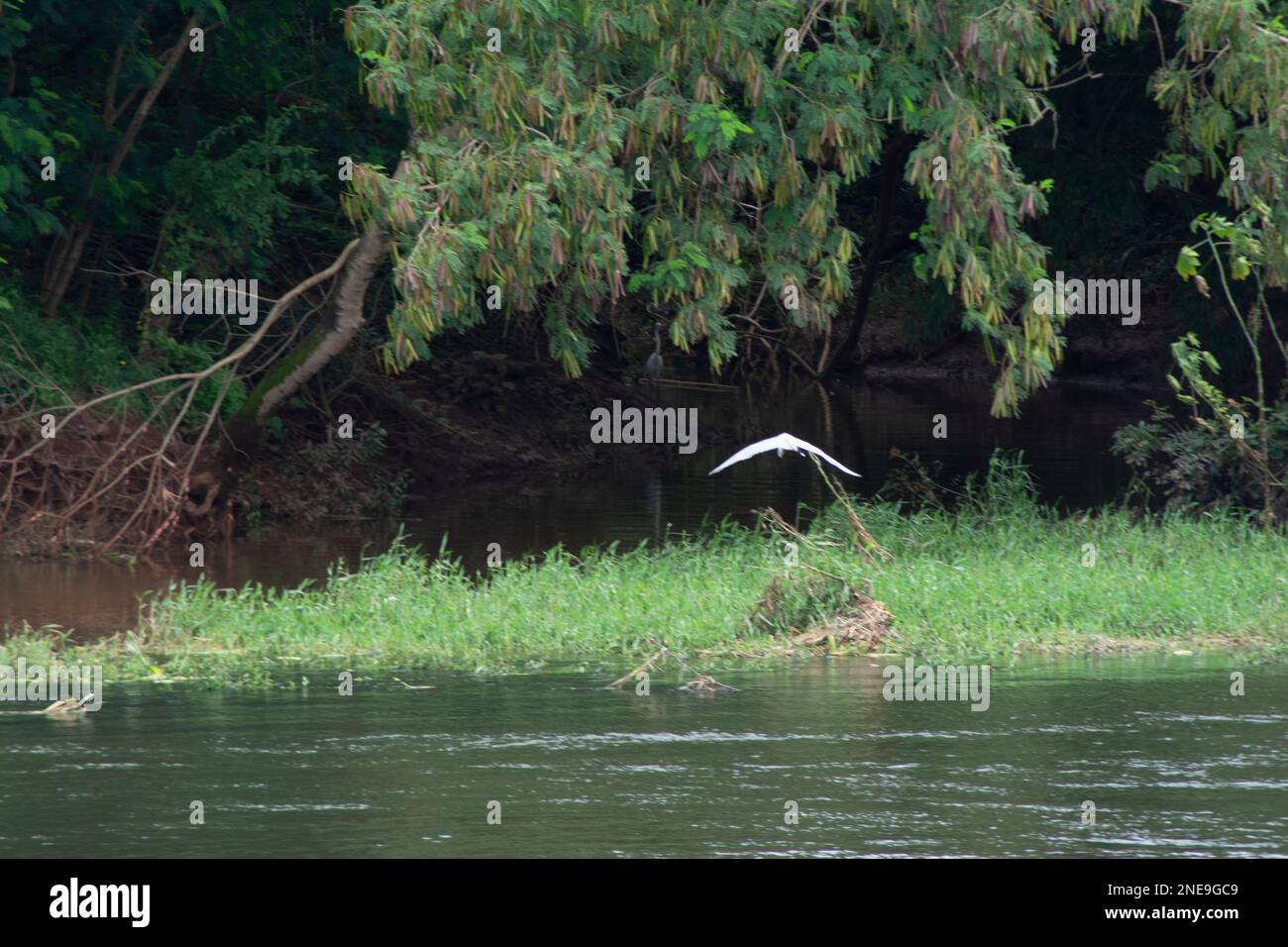 Great Egret (Ardea alba) flying low over the Tietê River Stock Photo ...