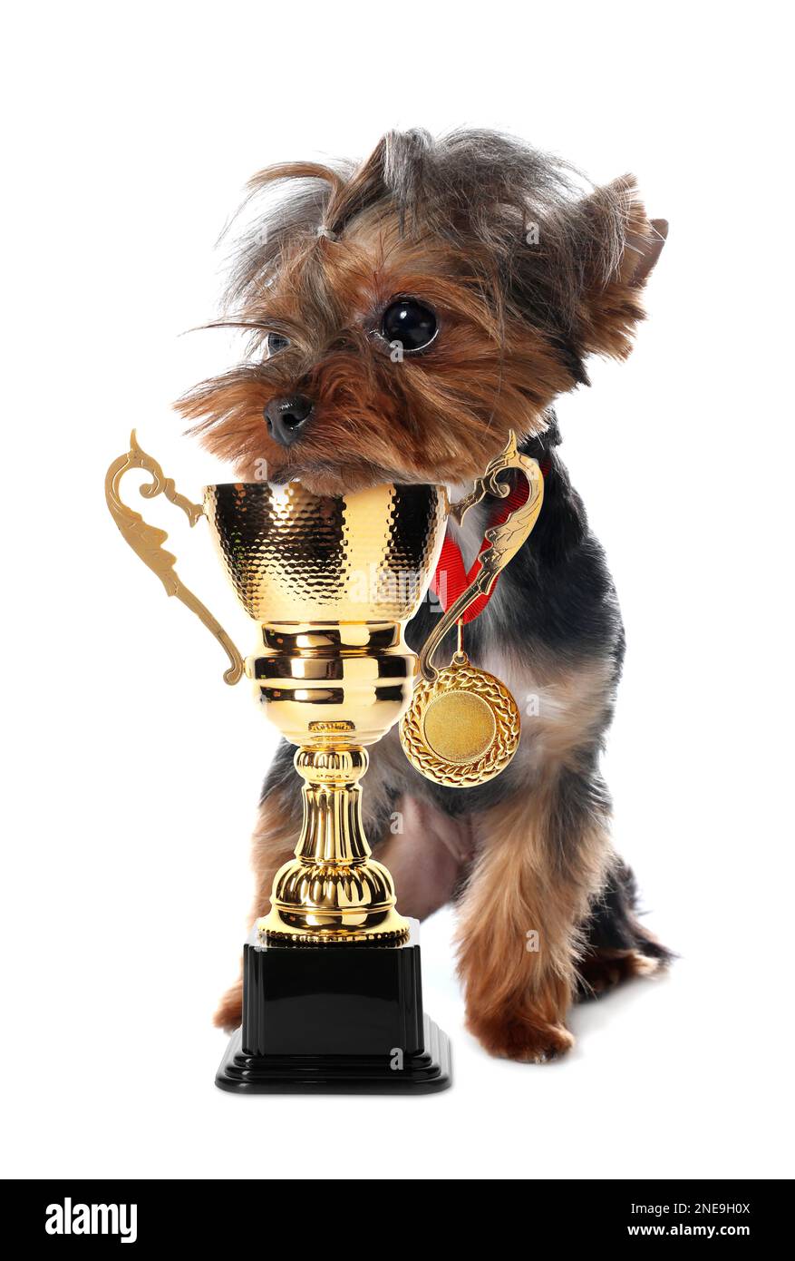 Cute Yorkshire terrier dog with gold medal and trophy cup on white ...