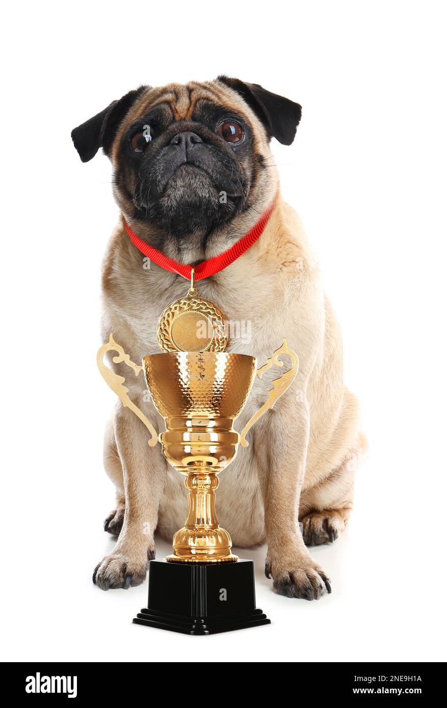 Cute pug dog with gold medal and trophy cup on white background Stock ...