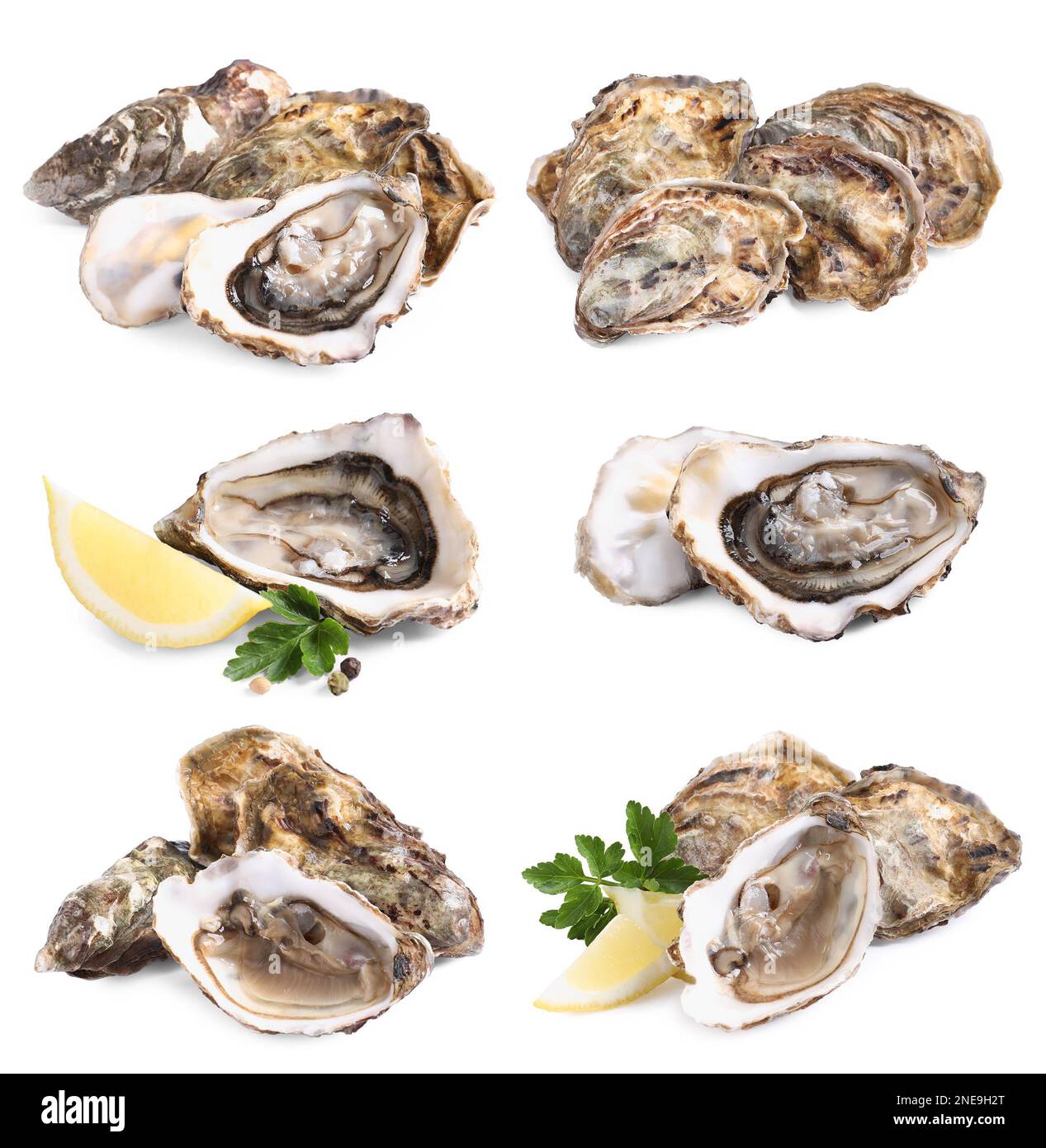 Set with fresh raw oysters on white background Stock Photo - Alamy
