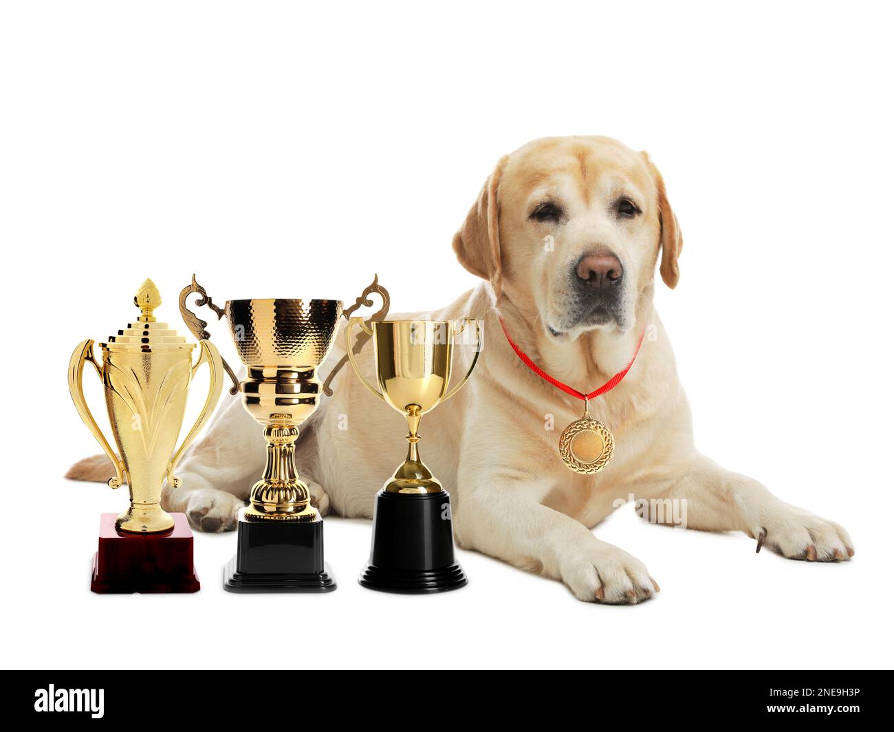 Cute labrador retriever with gold medal and trophy cups on white ...