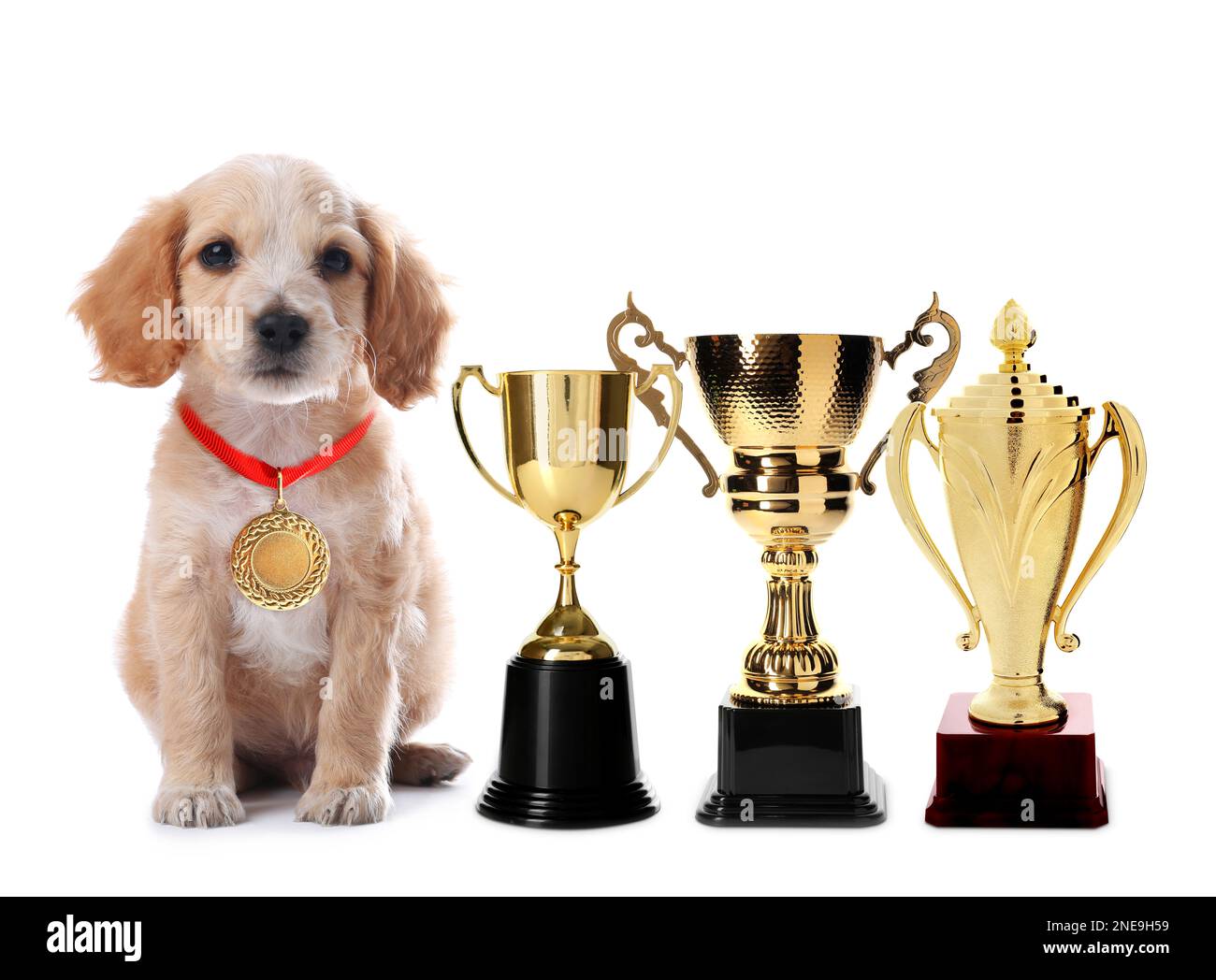 Cute English Cocker Spaniel dog with gold medal and trophy cups on ...