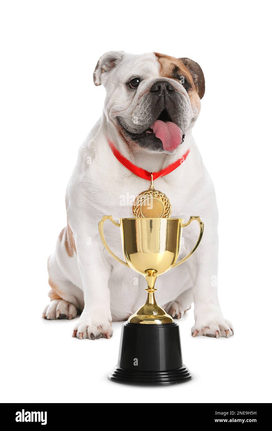 Cute English bulldog with gold medal and trophy cup on white background ...