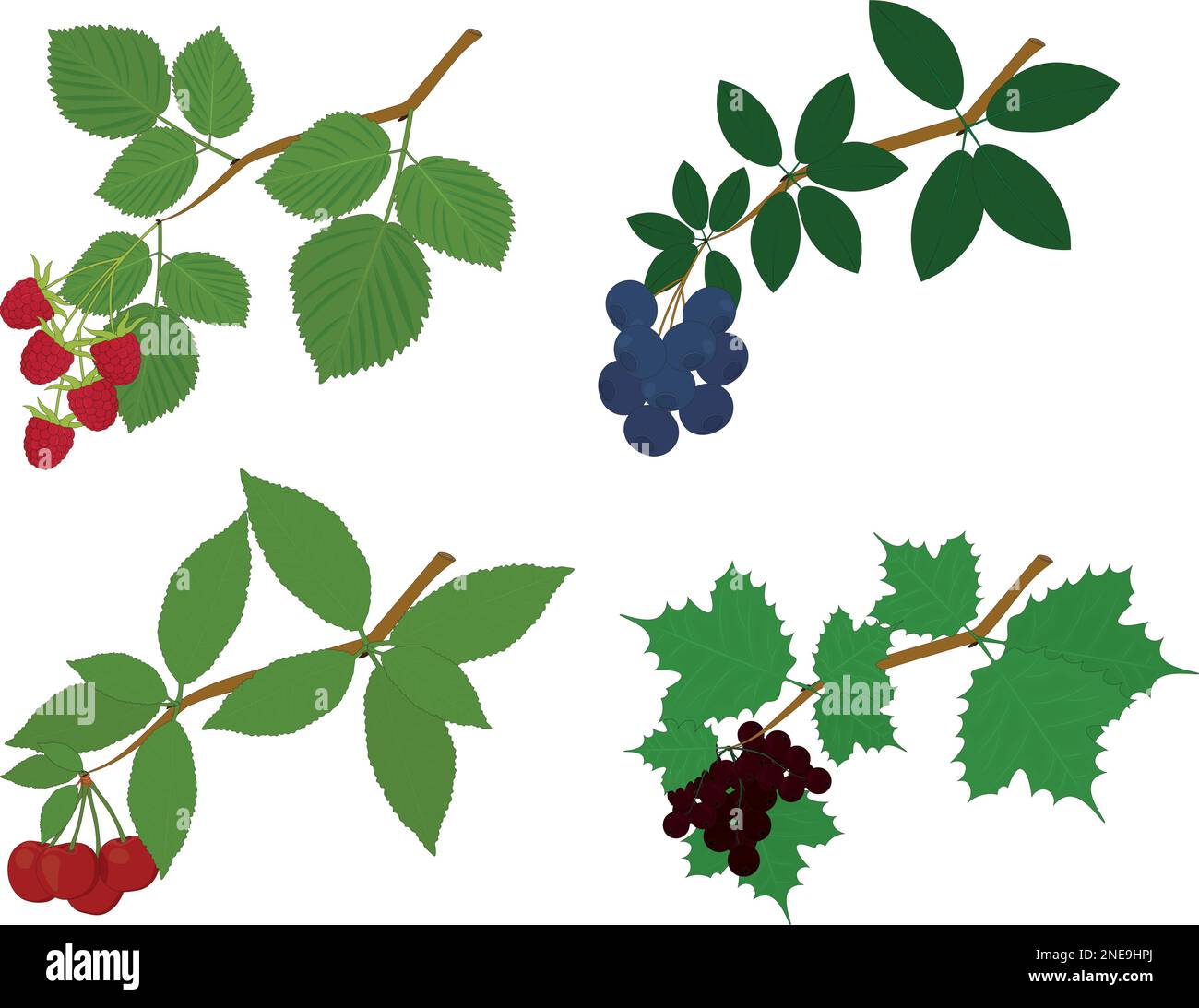 Cherry leaf vector vectors hi-res stock photography and images - Alamy