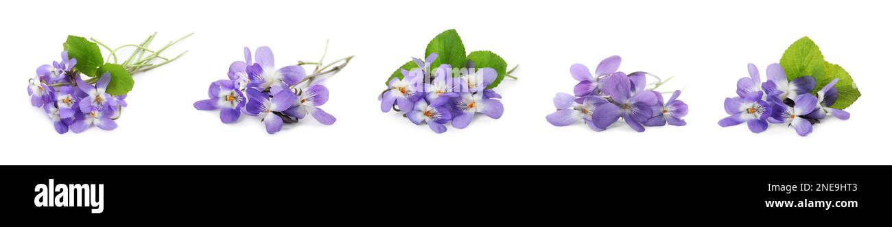 Set with beautiful wood violets on white background, banner design ...
